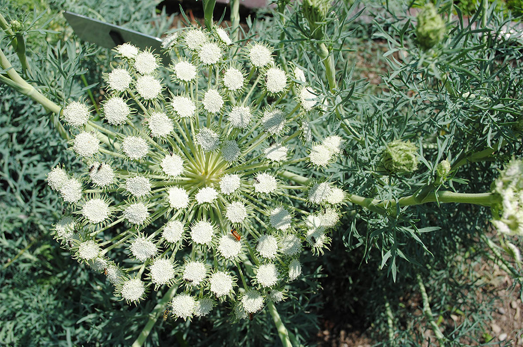 Plants divided by botanical families - Orti Botanici Unimi